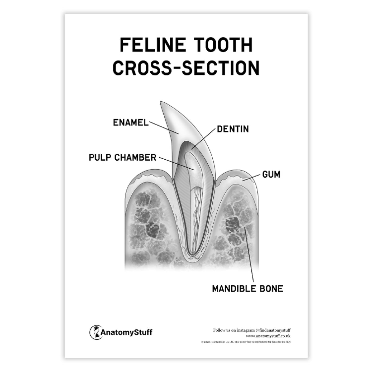 Feline Dental Anatomy Poster PDF | Digital Download – AnatomyStuff