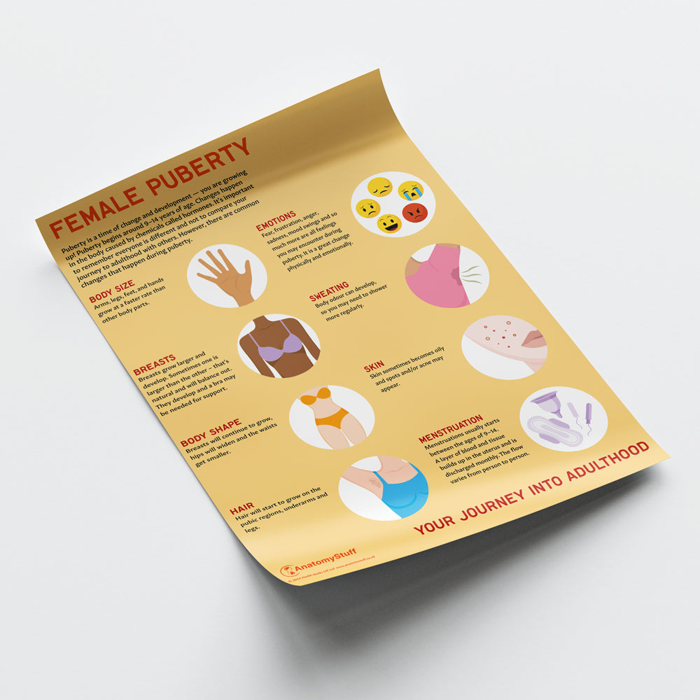 Female Puberty Poster | PSHE School Education Chart – AnatomyStuff