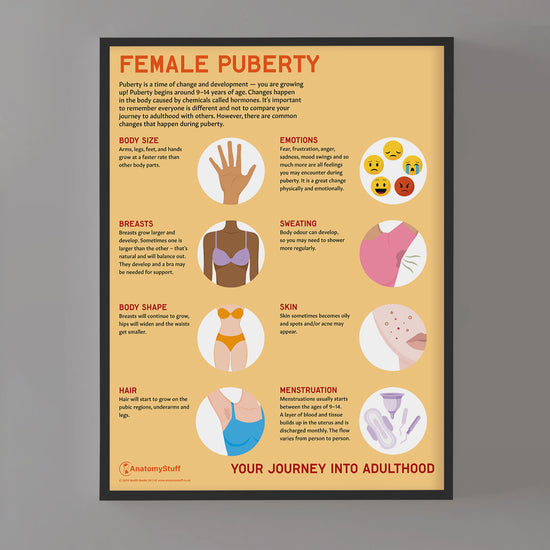 Female Puberty Poster | PSHE School Education Chart – AnatomyStuff