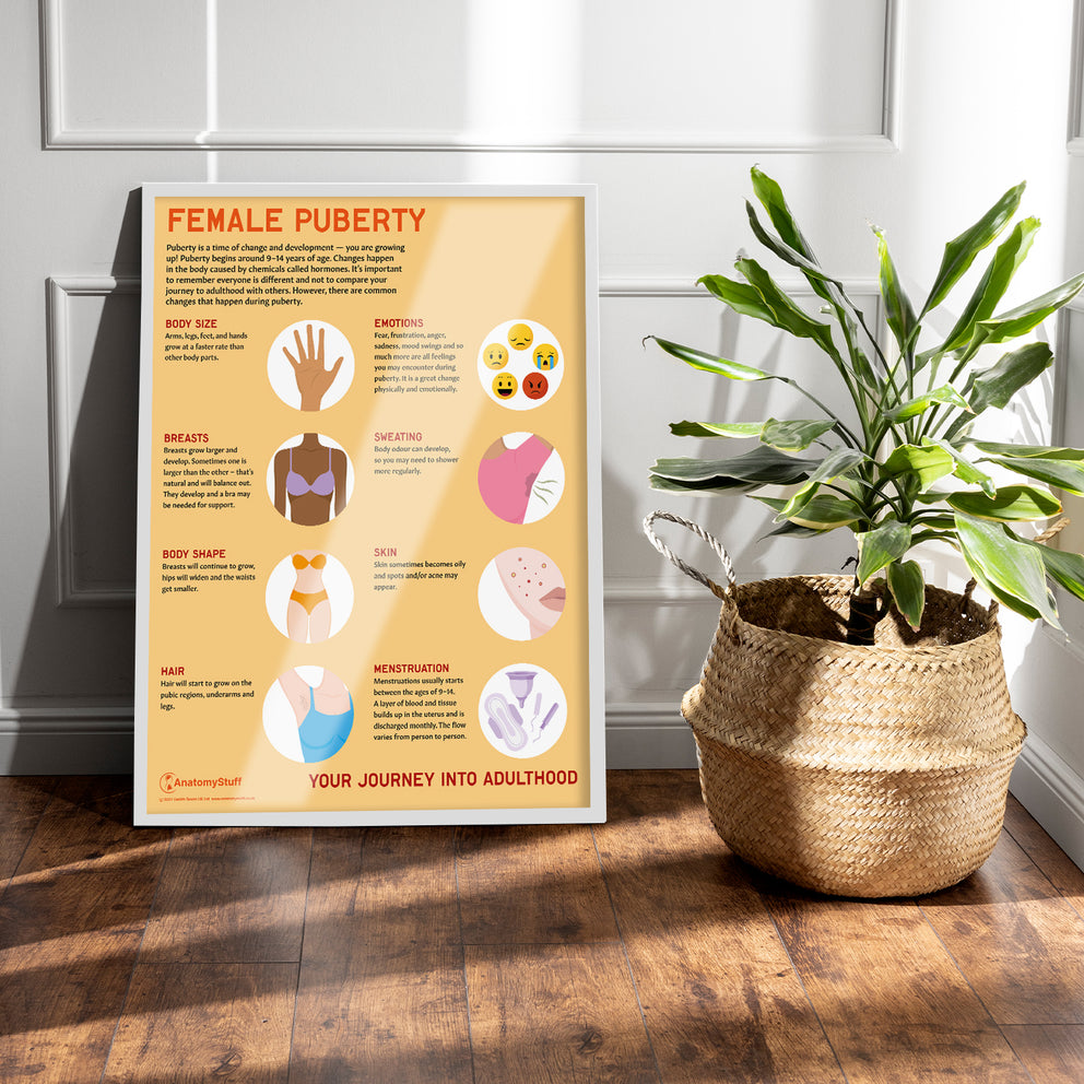 Female Puberty Poster | PSHE School Education Chart – AnatomyStuff