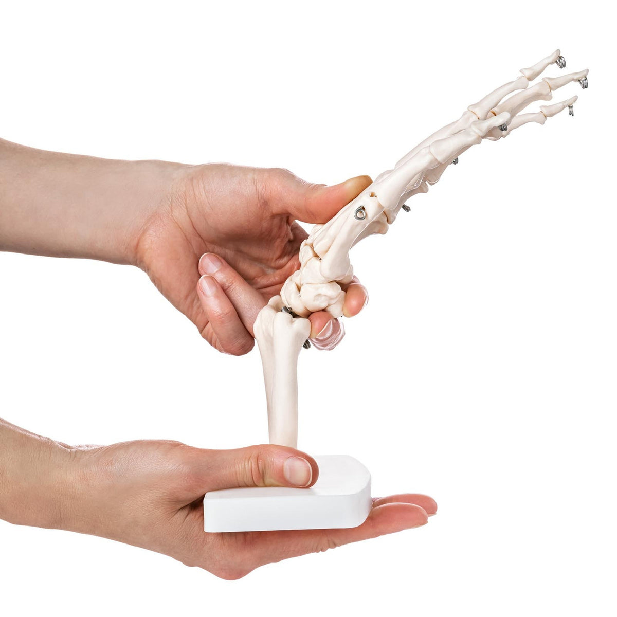 Budget Hand and Wrist Joint Model XC-114 | Foot Anatomy Model ...