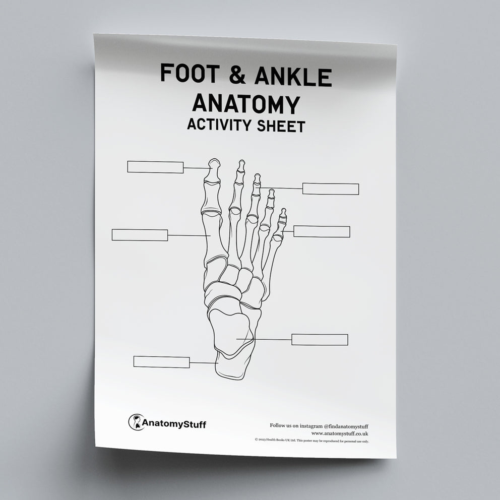 Foot & Ankle Anatomy Activity Sheet PDF | AnatomyStuff
