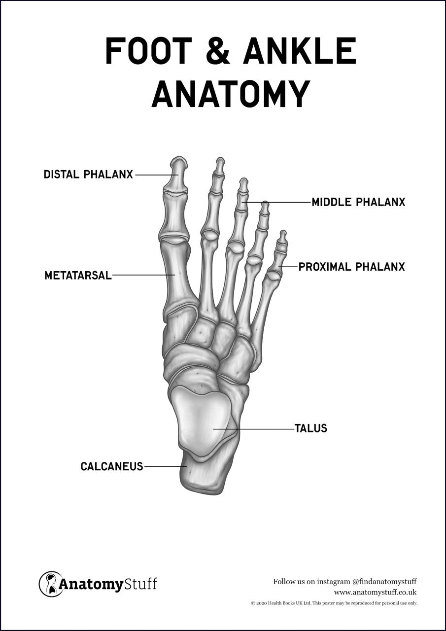 Foot & Ankle Anatomy Poster PDF – AnatomyStuff