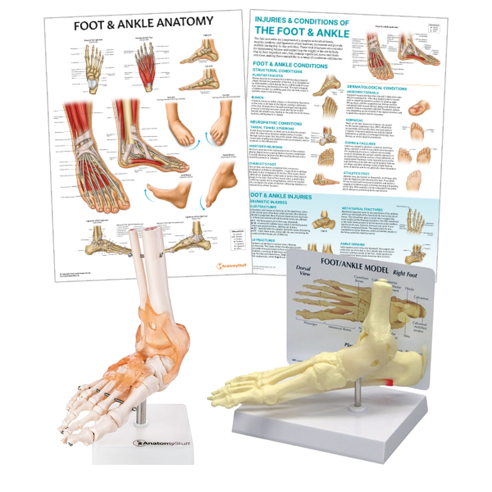 Foot & Ankle Anatomy & Pathology Collection | Lower Limb Plantar ...