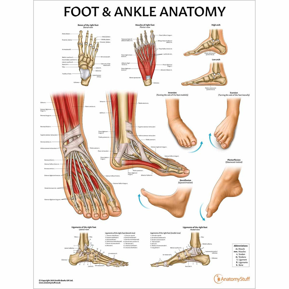 Foot & Ankle Anatomy & Pathology Collection | Lower Limb Plantar ...