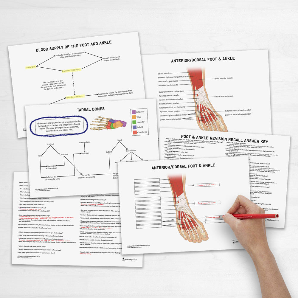 Foot & Ankle Anatomy Revision Guide (Interactive & Printable PDFs ...