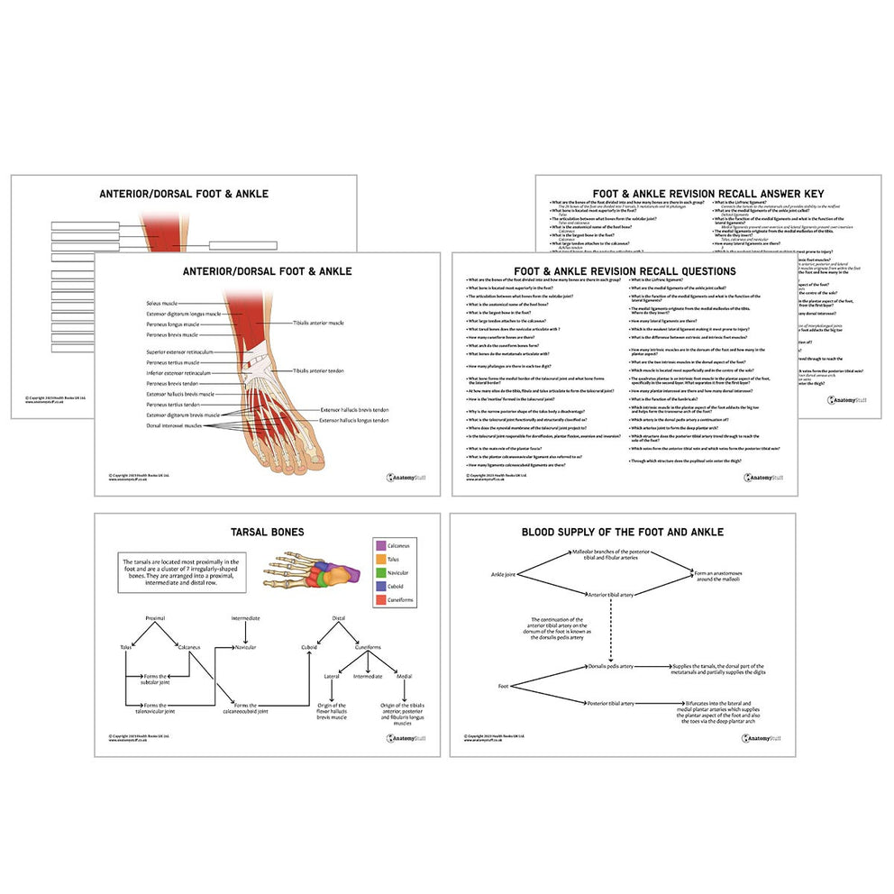 Foot & Ankle Anatomy Revision Guide (Interactive & Printable PDFs ...