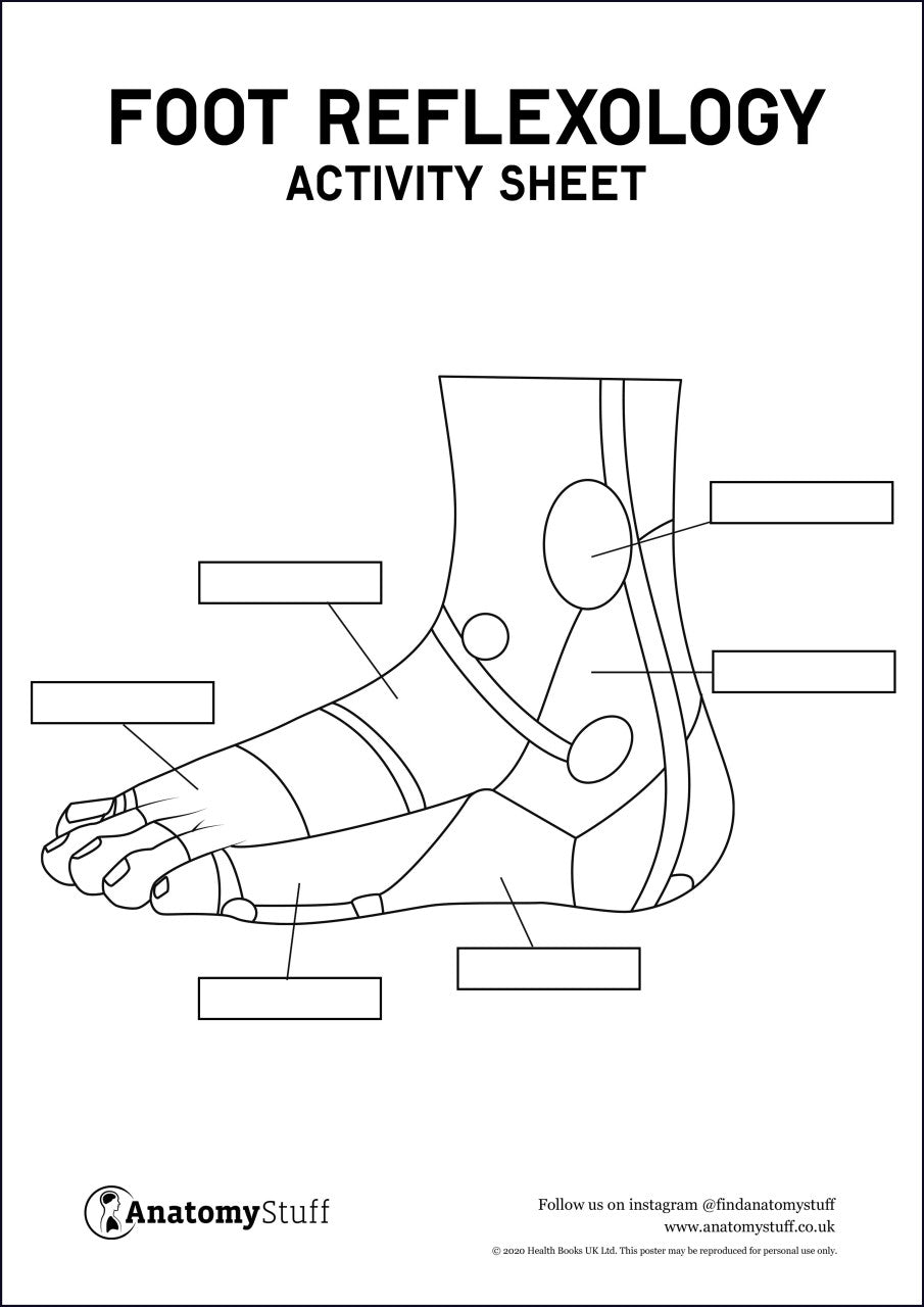 Foot Reflexology Activity Sheet PDF – AnatomyStuff