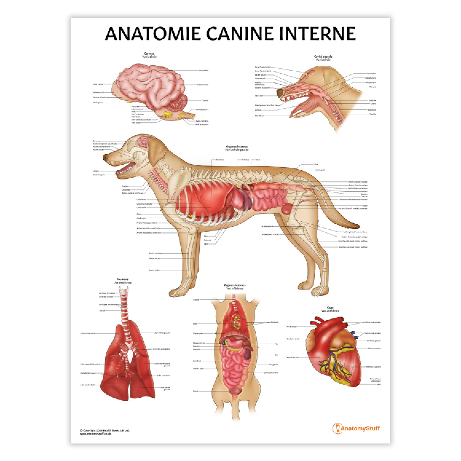 Affiches d’Anatomie Humaine et Vétérinaire | Posters en Français ...