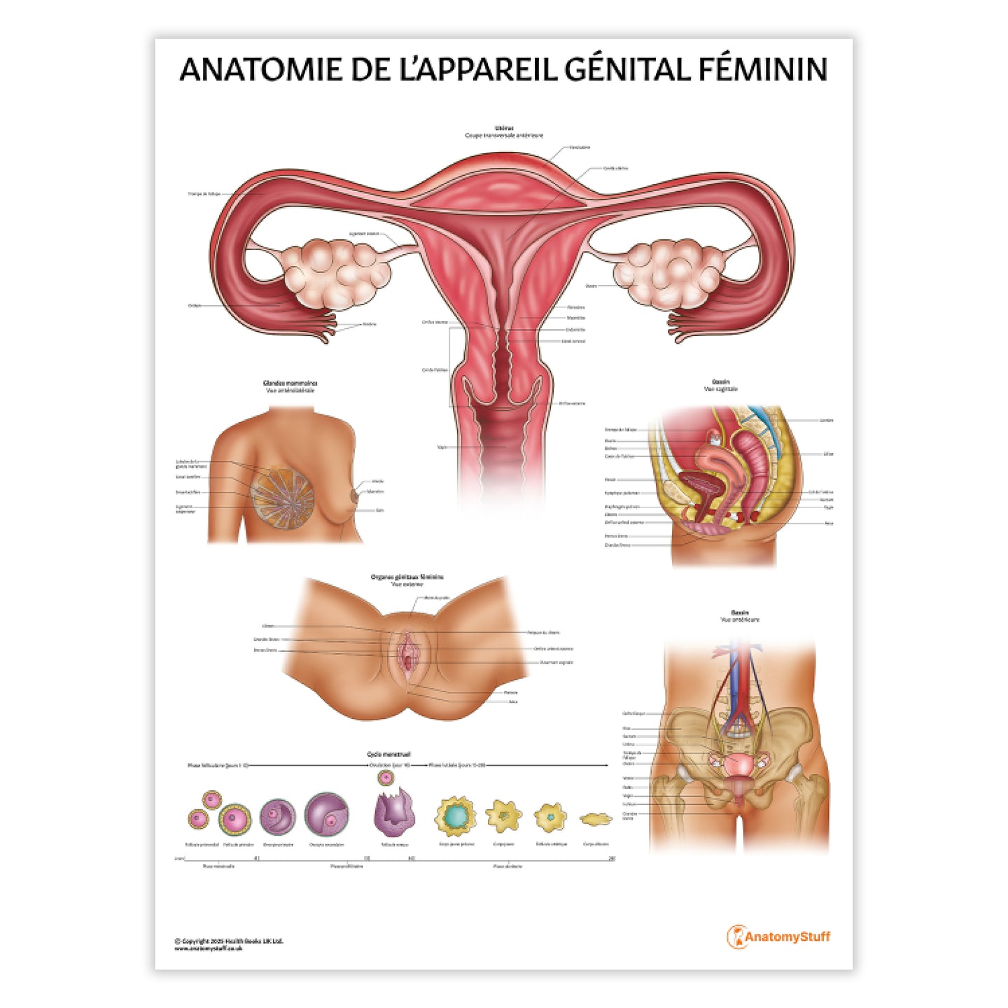 Anatomie de L’appareil Génital Féminin Poster | Female Anatomy Chart – AnatomyStuff