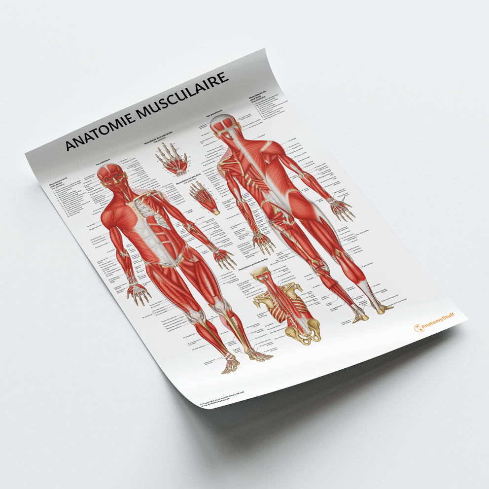 Anatomie Musculaire Poster | French Muscle Anatomy | AnatomyStuff