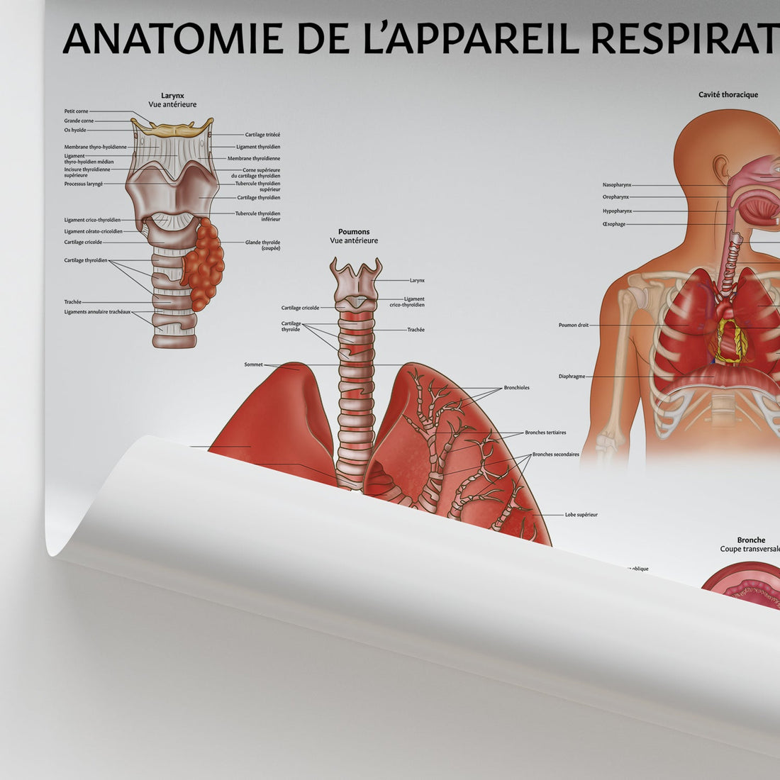 Anatomie de l'Appareil Respiratoire Poster | Respiratory System Chart ...