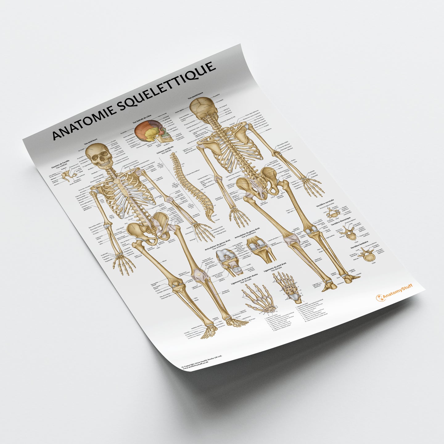 Anatomie Squelettique Chart | French Skeleton Poster | AnatomyStuff
