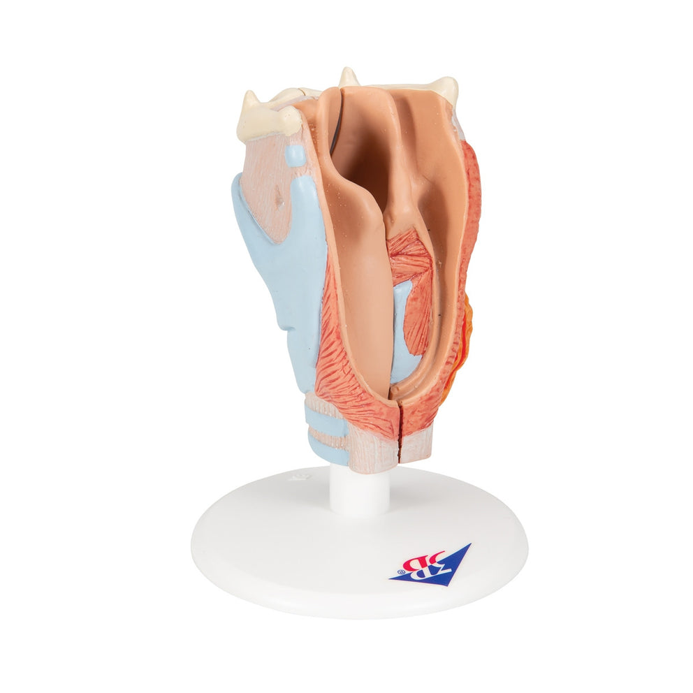 Larynx Model (2 part) G22 / 1000273 | Throat Anatomy Model | 3B ...