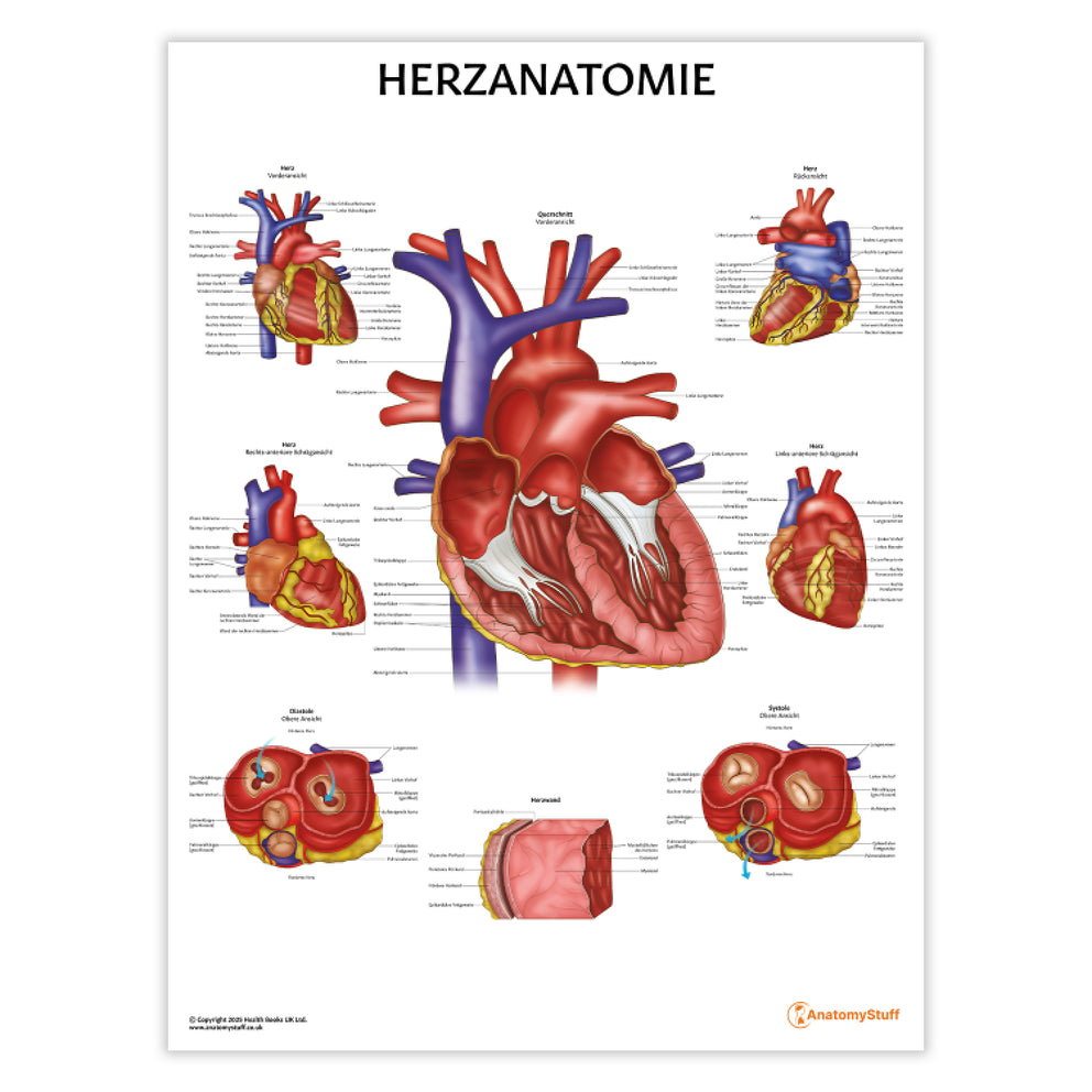 Herzanatomie Poster | German Heart Anatomy | Anatomical Wallchart ...