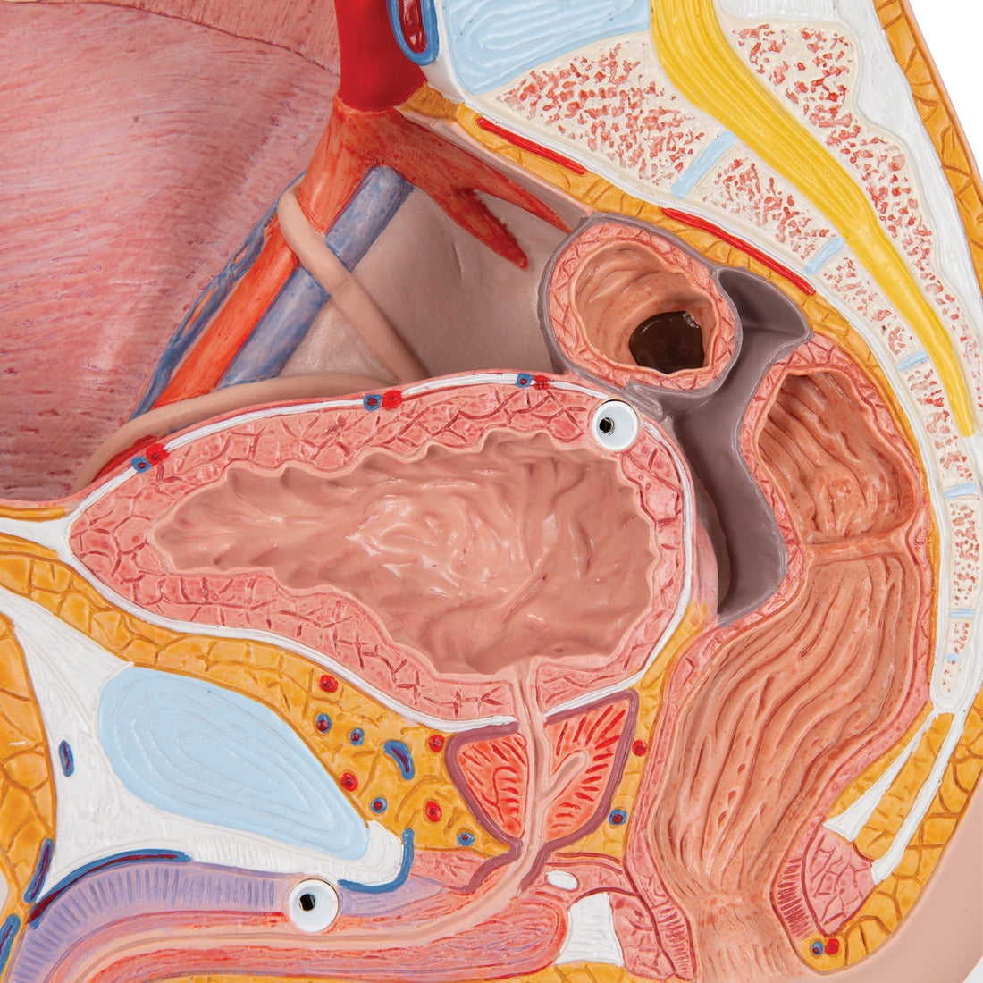Male Pelvis Model H11 / 1000282 | Bladder Anatomy | 3B Scientific ...