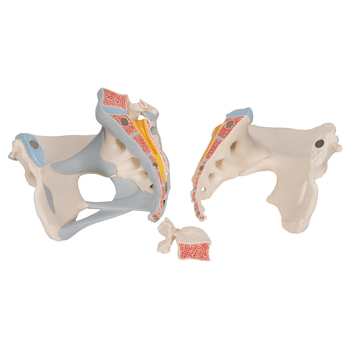 Female Pelvis Model with Ligaments H20/2 / 1000286 | Pelvic Anatomy ...