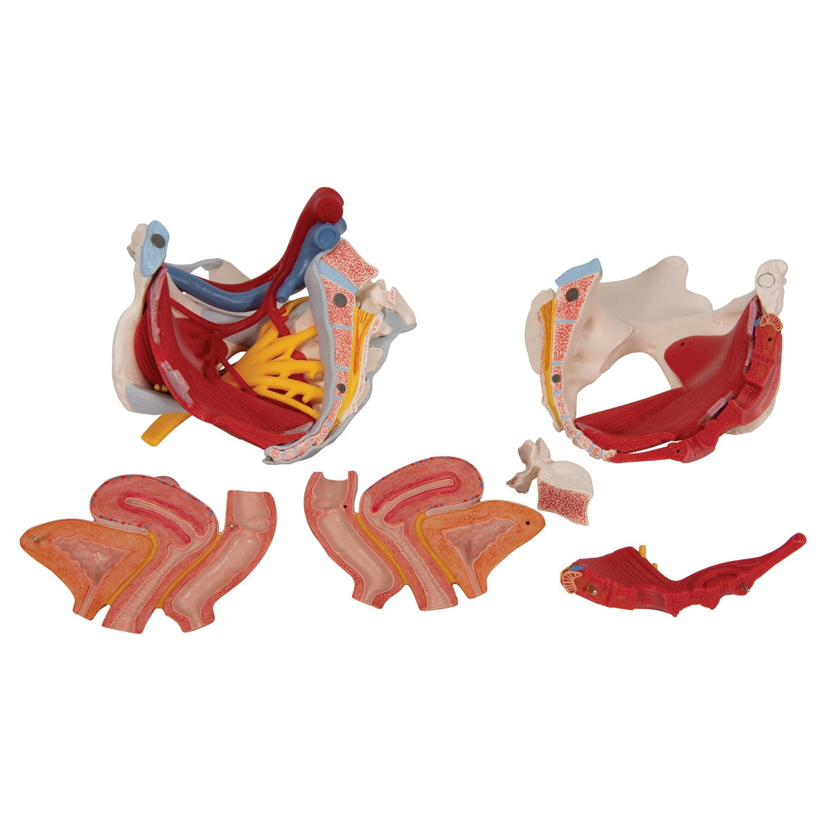 Female Pelvis Model with Ligaments, Vessels, Nerves and Organs H20/4 / ...
