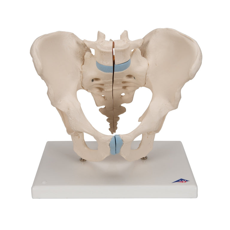 Male Pelvis Model (3 part) H21/1 / 1013026 | Men Pelvis Anatomy | 3B ...