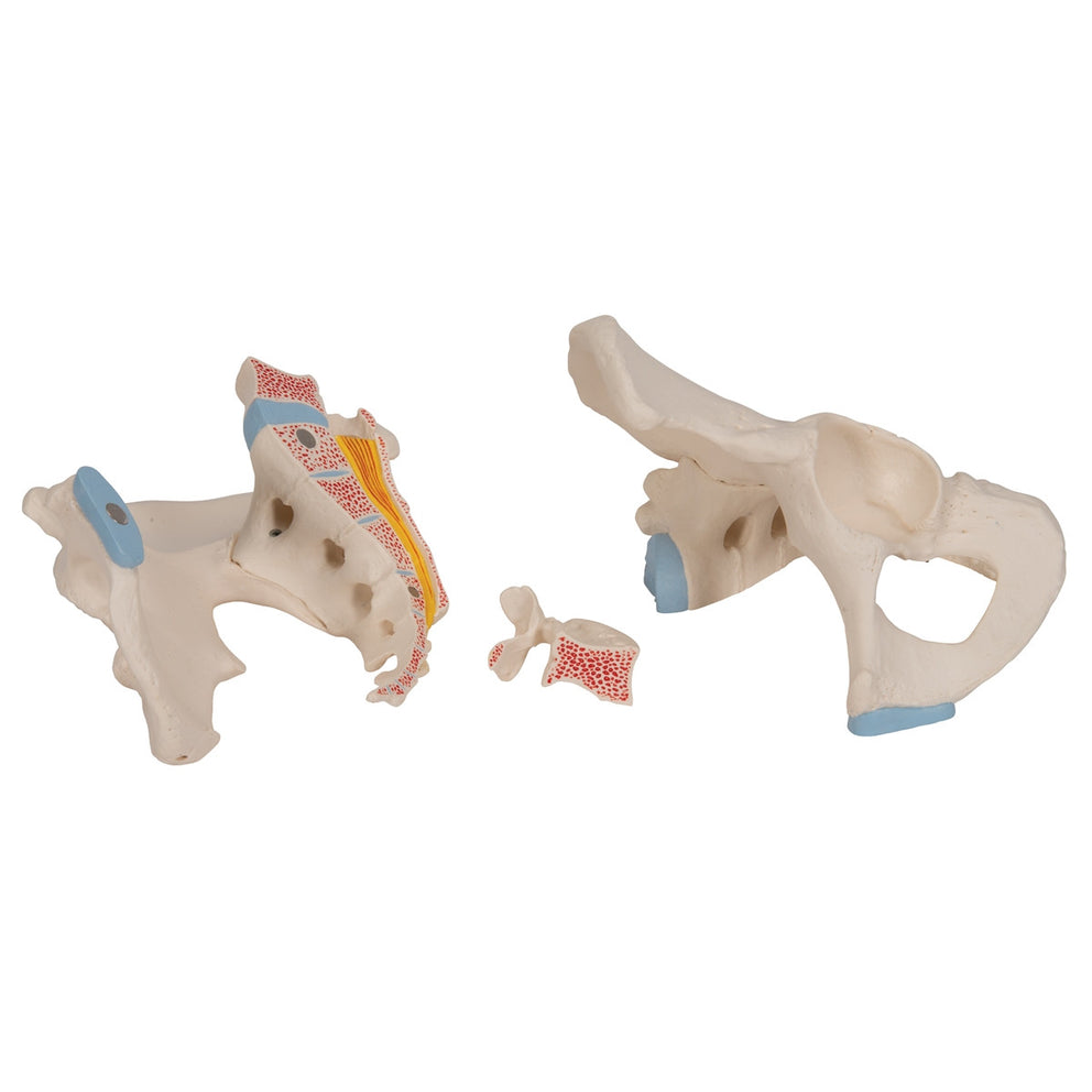 Male Pelvis Model (3 part) H21/1 / 1013026 | Men Pelvis Anatomy | 3B ...