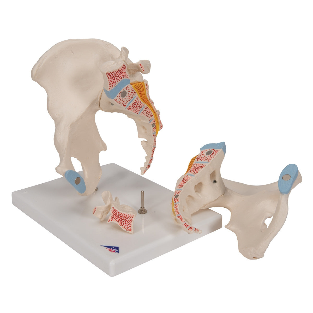 Male Pelvis Model (3 part) H21/1 / 1013026 | Men Pelvis Anatomy | 3B ...