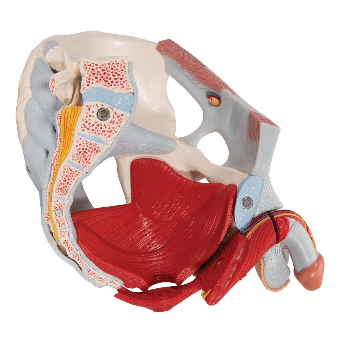 Male Pelvis Model with Ligaments, Vessels, Nerves, Pelvic Floor ...