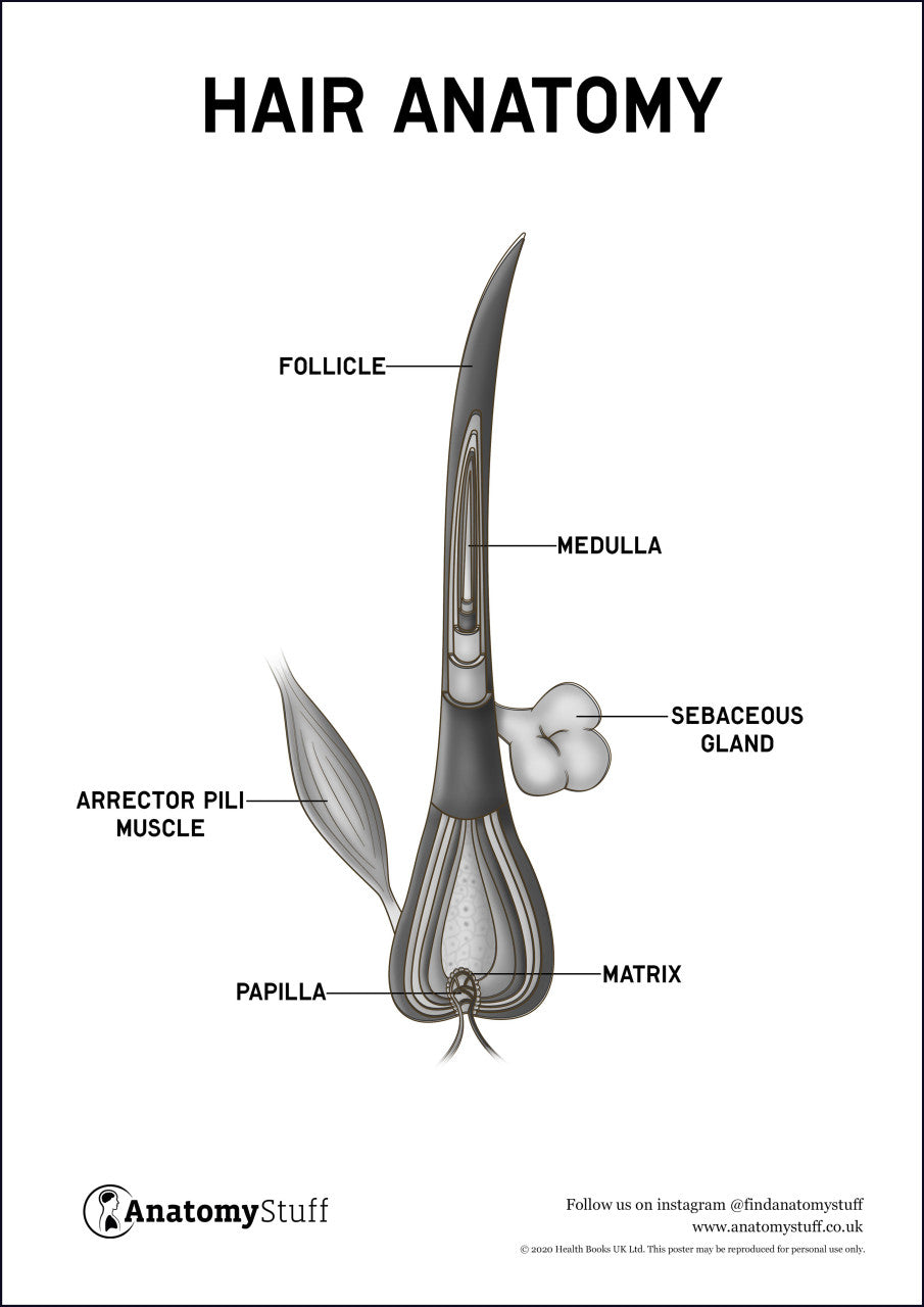 Hair Anatomy Poster PDF – AnatomyStuff Staging