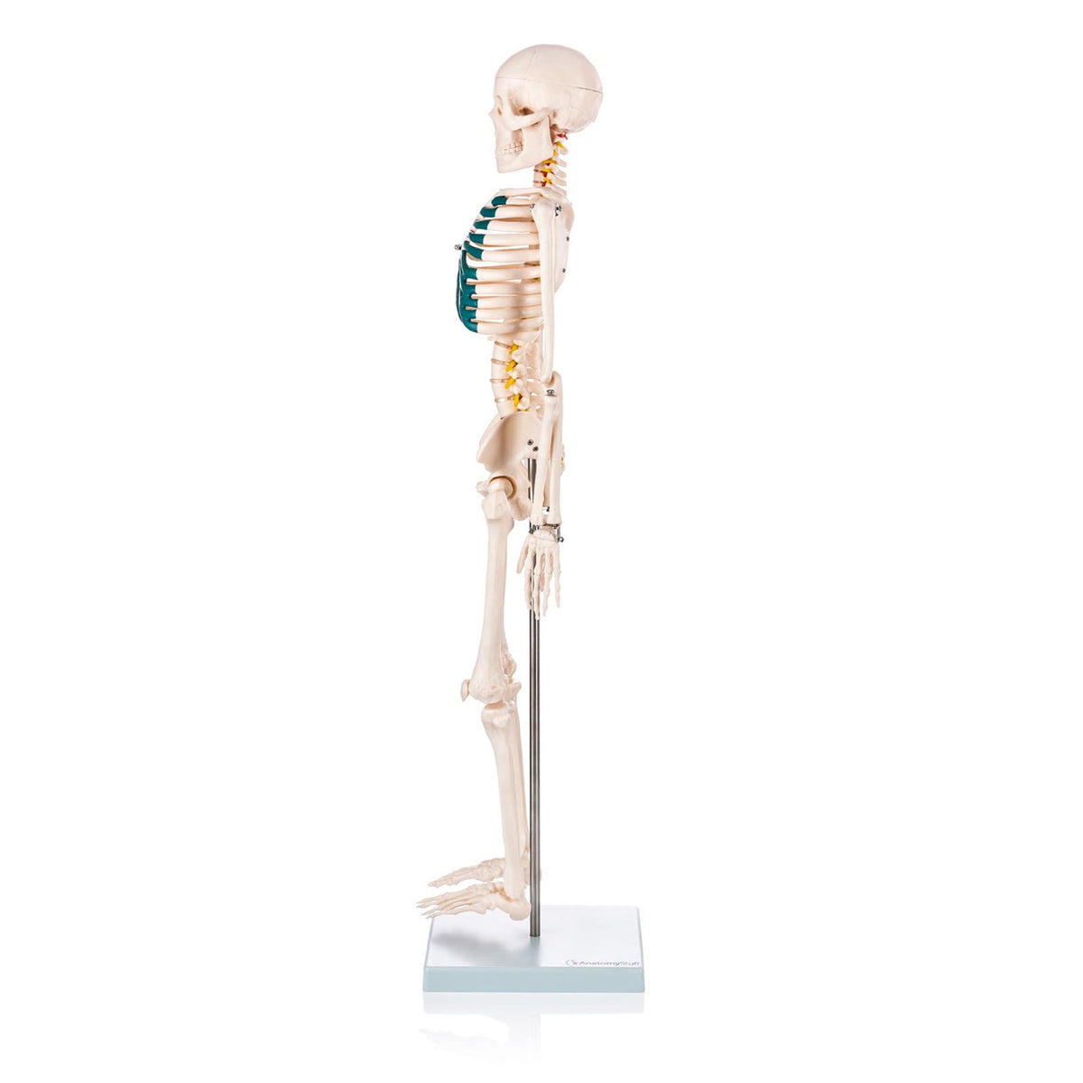 Half Size Skeleton Model with Spinal Nerves XC-102A | 85cm Tall ...