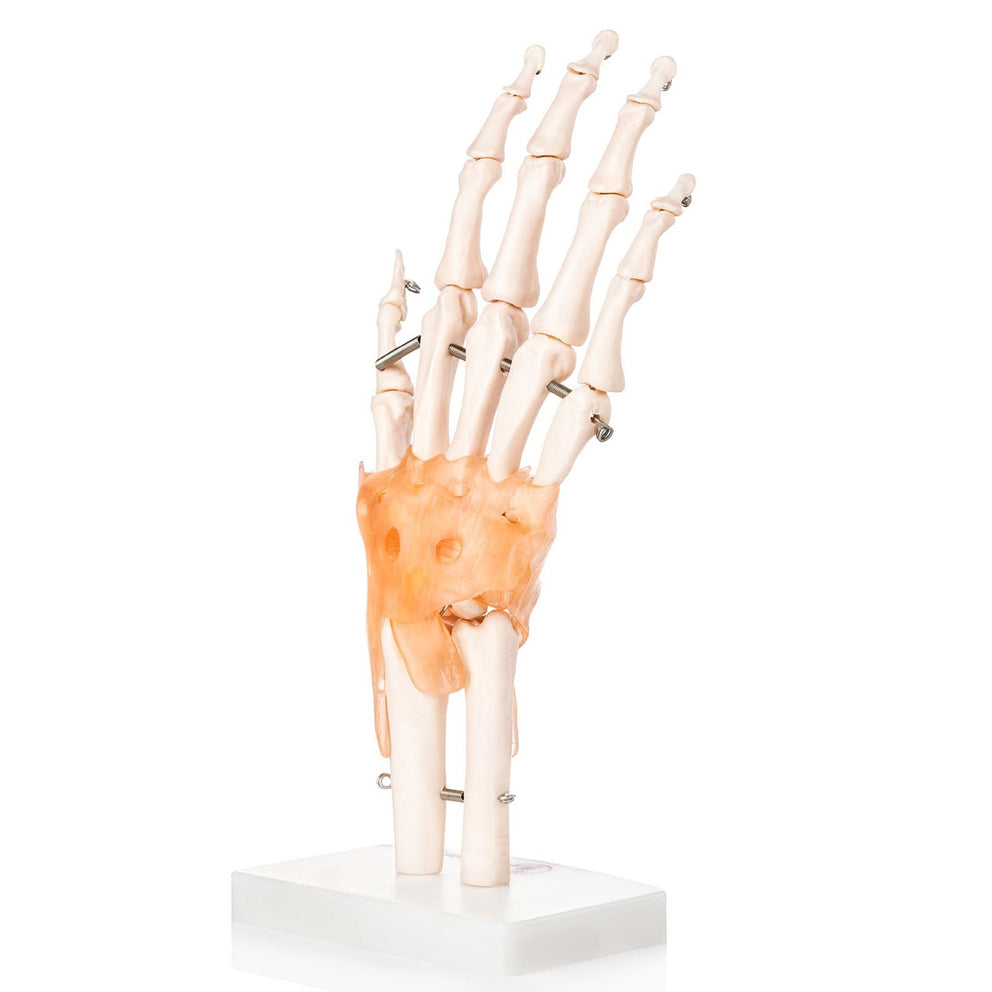 Budget Hand and Wrist Model with Ligaments XC-114A | AnatomyStuff.co.uk