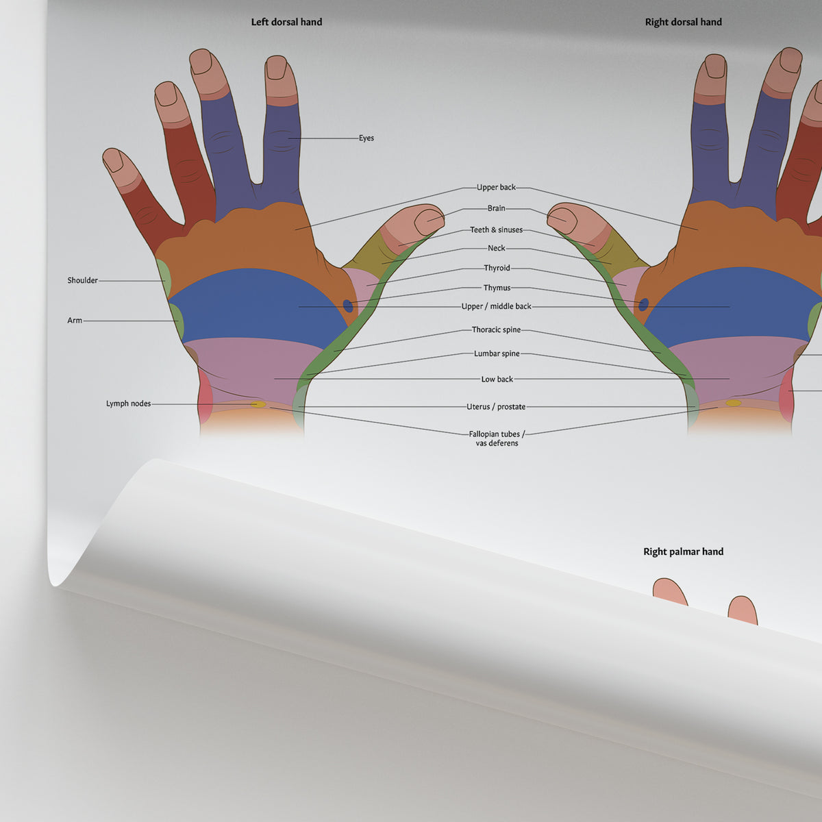 Hand Reflexology Poster | Zone Therapy Massage – AnatomyStuff