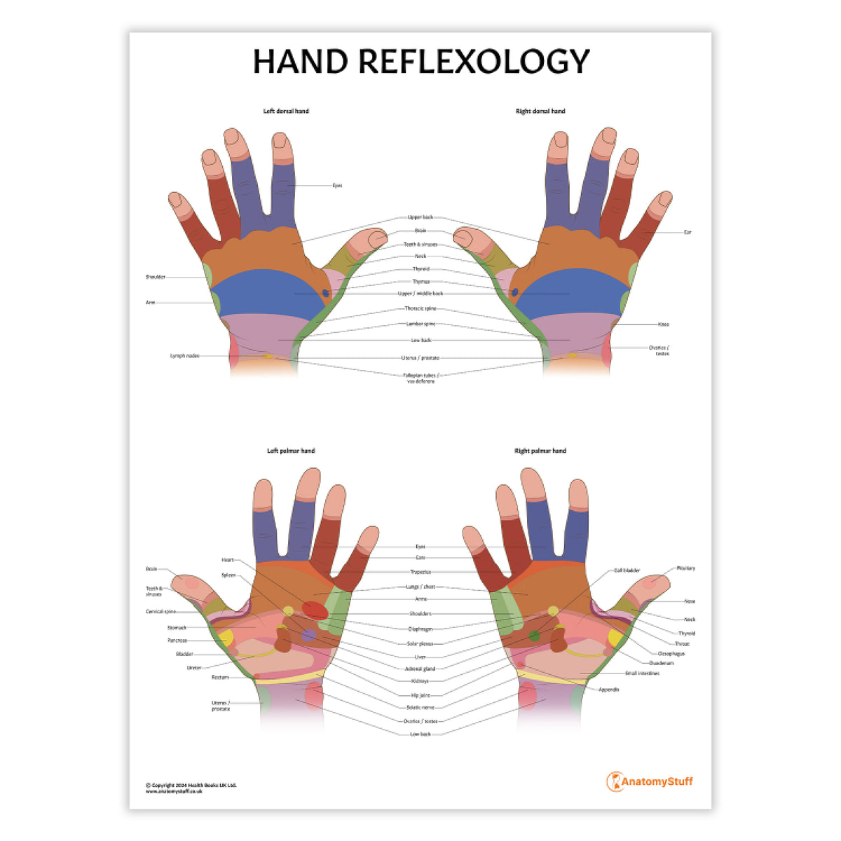 Hand Reflexology Poster | Zone Therapy Massage – AnatomyStuff