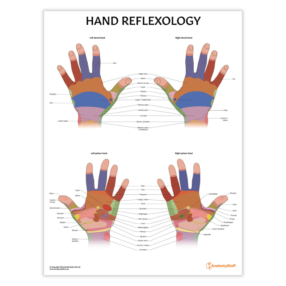 Hand Reflexology Poster | Zone Therapy Massage – AnatomyStuff