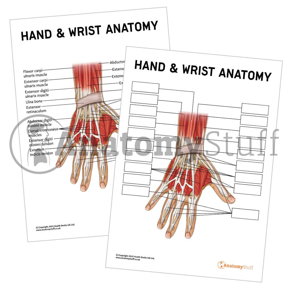 Hand & Wrist Anatomy Poster / Worksheet – Digital Download – AnatomyStuff