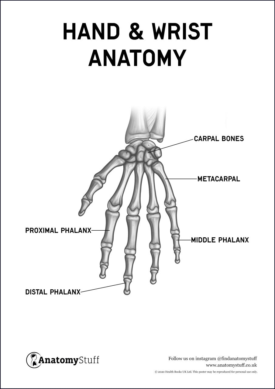 Hand & Wrist Anatomy Poster PDF – AnatomyStuff