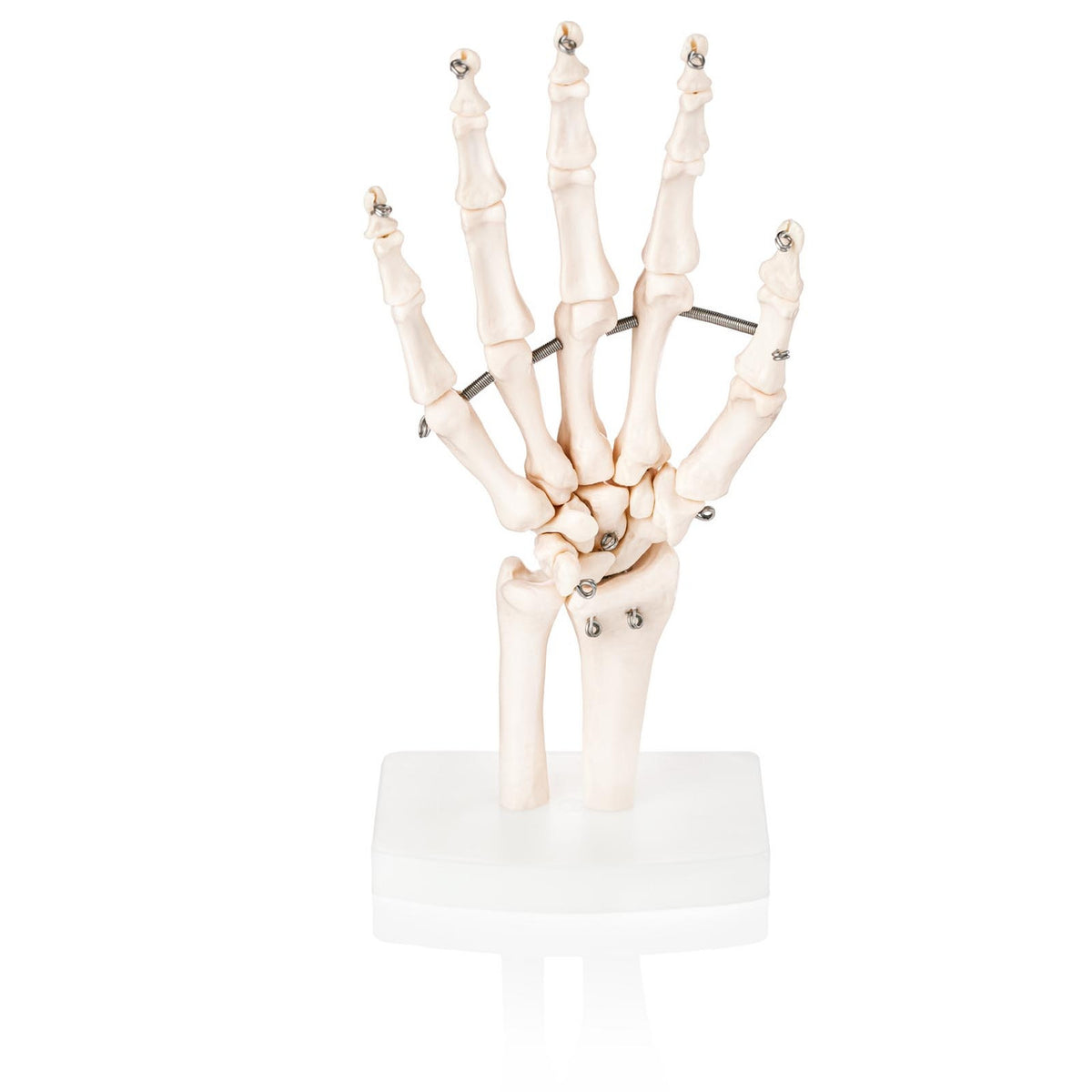 Budget Hand and Wrist Joint Model XC-114 | Foot Anatomy Model ...