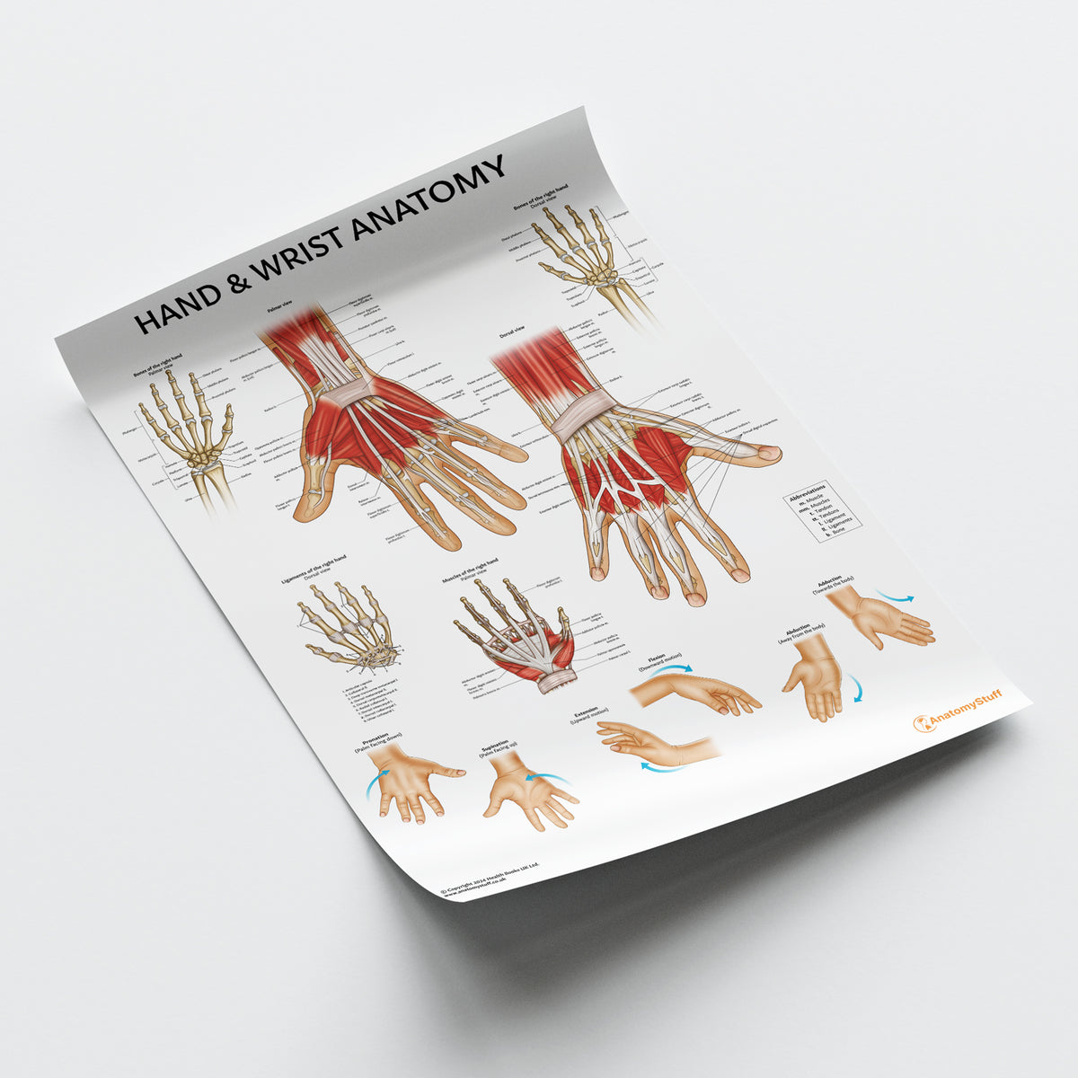Hand & Wrist Anatomy Chart | Hand Anatomical Poster – AnatomyStuff