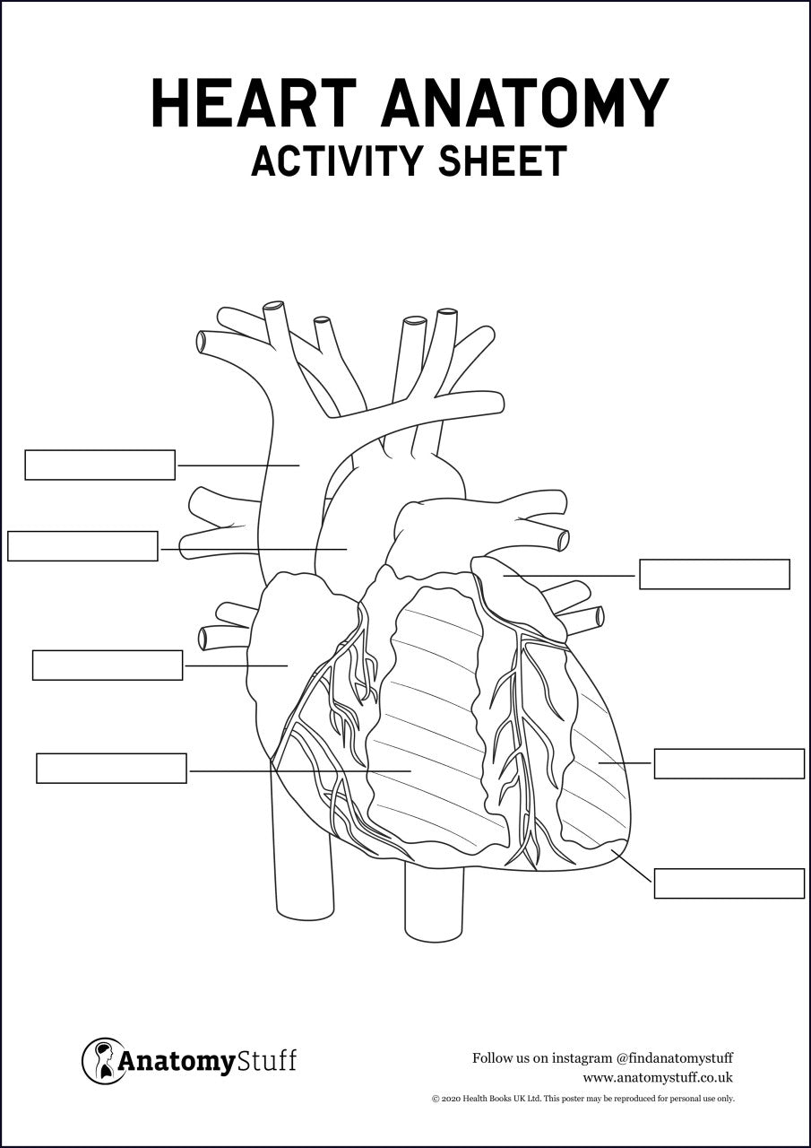 Heart Anatomy Worksheet Pdf Blood Flow Of Human Heart Diagram