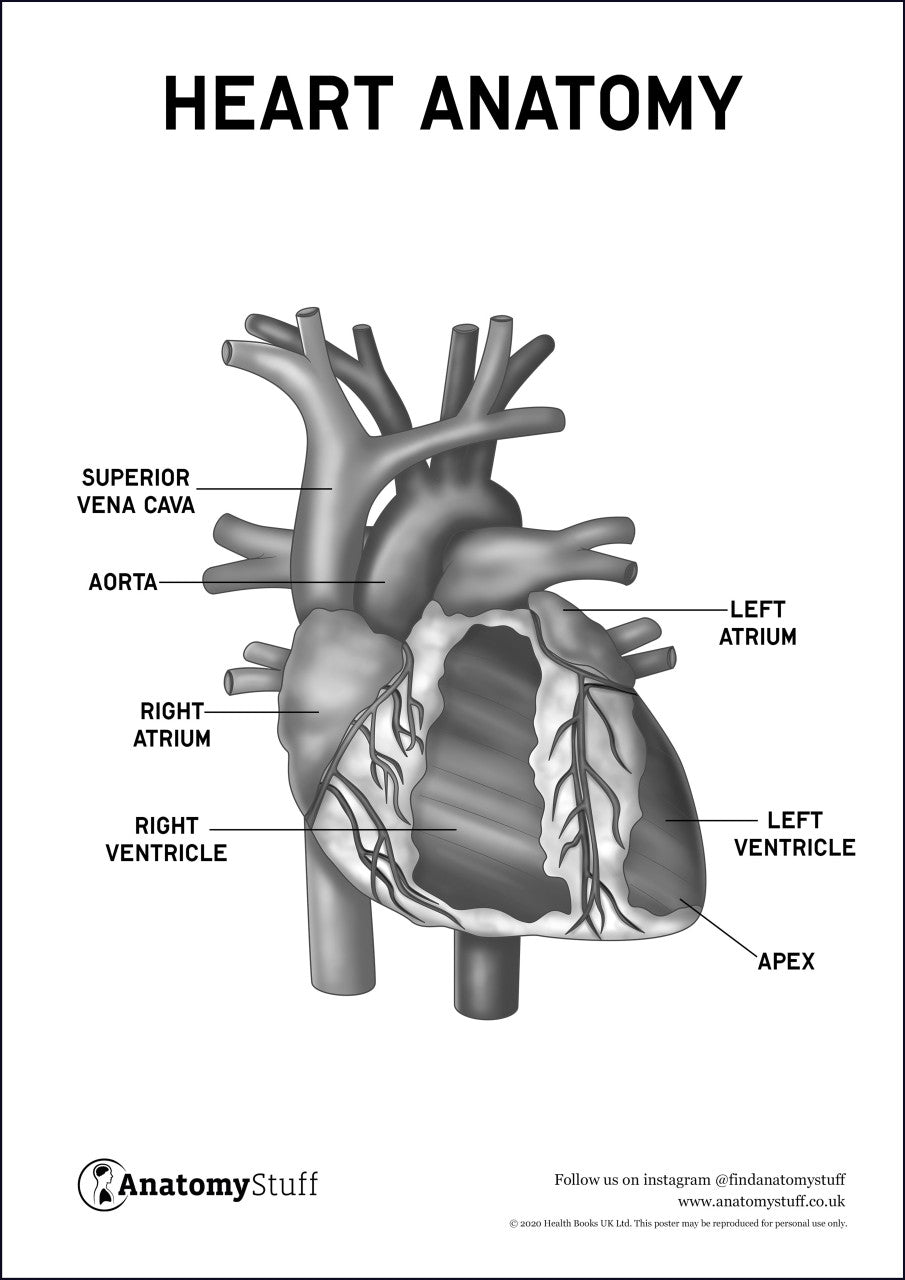 Heart Anatomy Poster PDF – AnatomyStuff