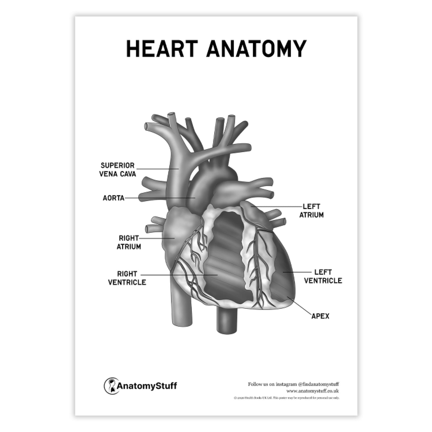 Heart Anatomy Poster PDF | Human Anatomy Revision | Cardiology Revision ...
