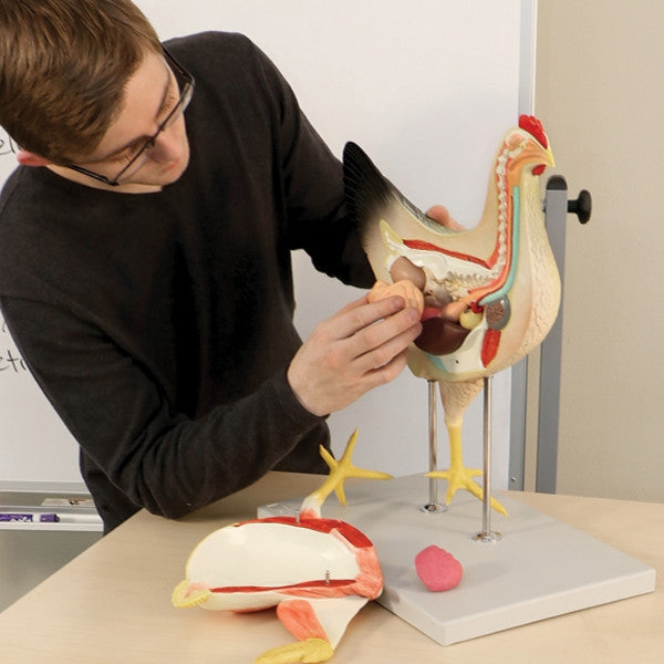 Chicken Anatomy Model (8 Part) | Hen Organs | RealityWorks – AnatomyStuff