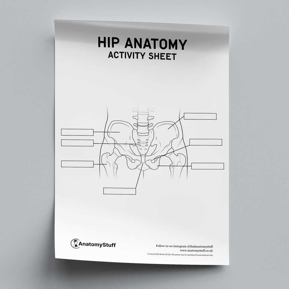 Hip Anatomy Activity Sheet Pdf Anatomystuff