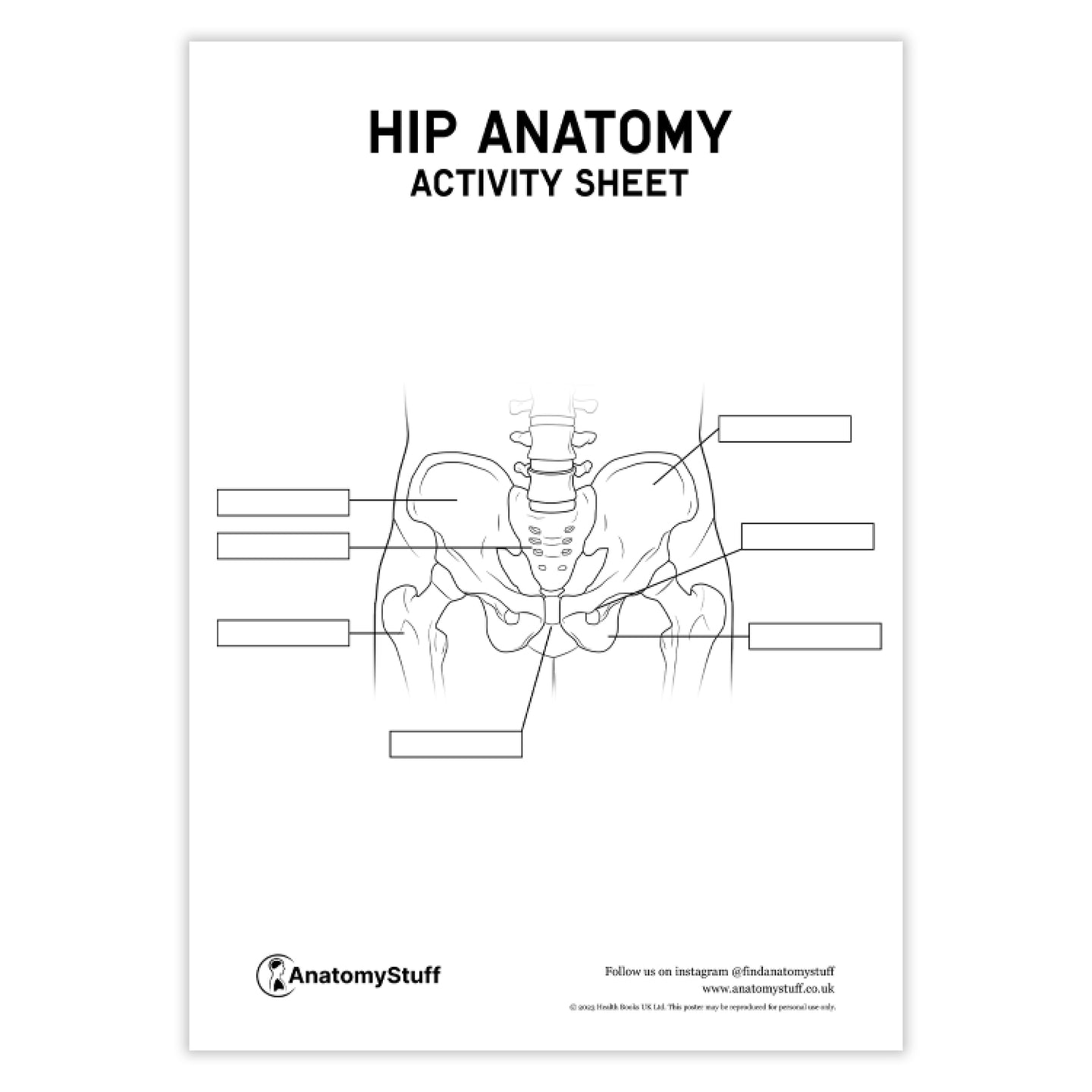 Hip Anatomy Activity Sheet PDF | AnatomyStuff