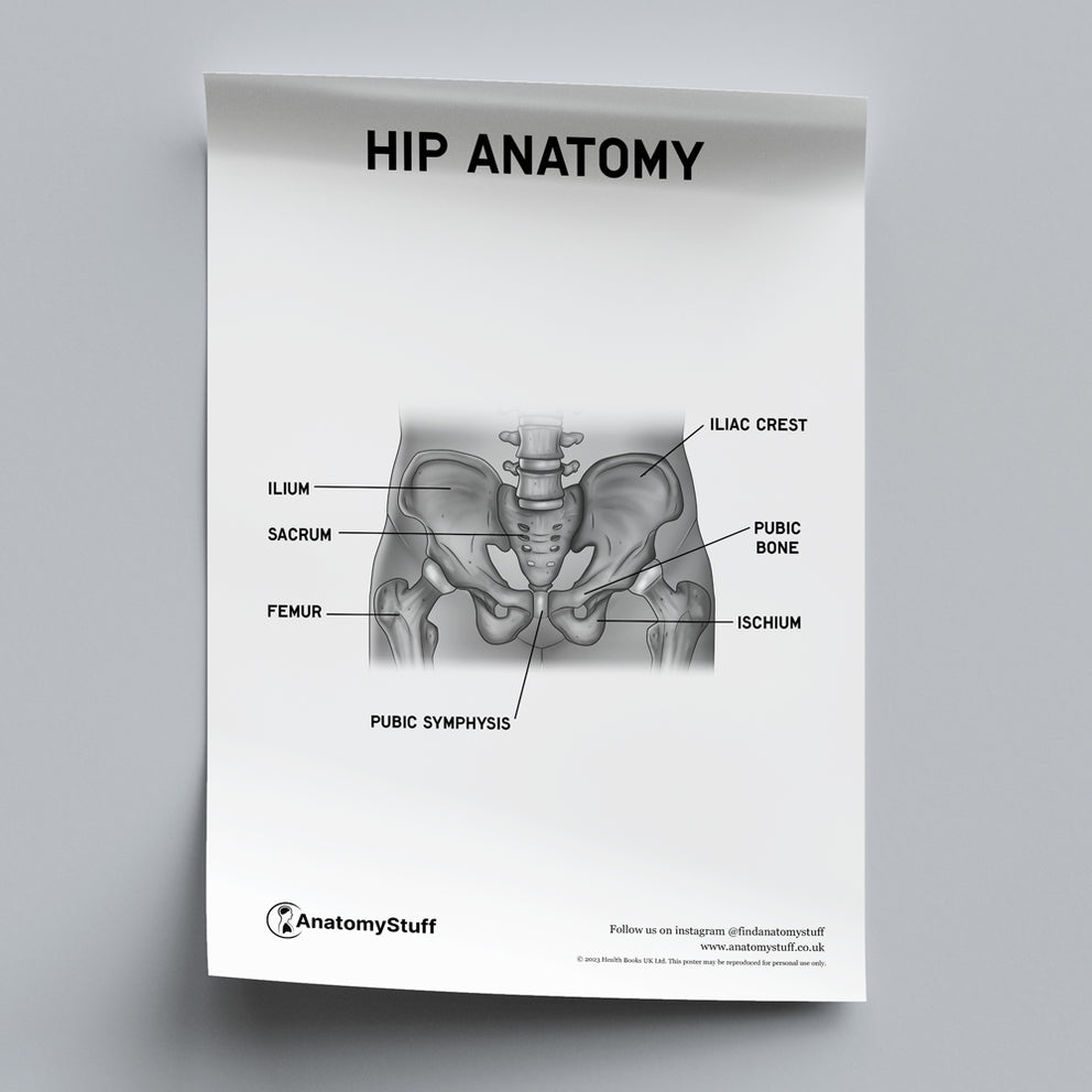 Hip Anatomy Poster PDF | Digital Download – AnatomyStuff