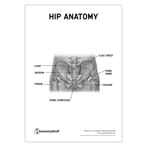 Hip Anatomy Poster PDF | Digital Download – AnatomyStuff