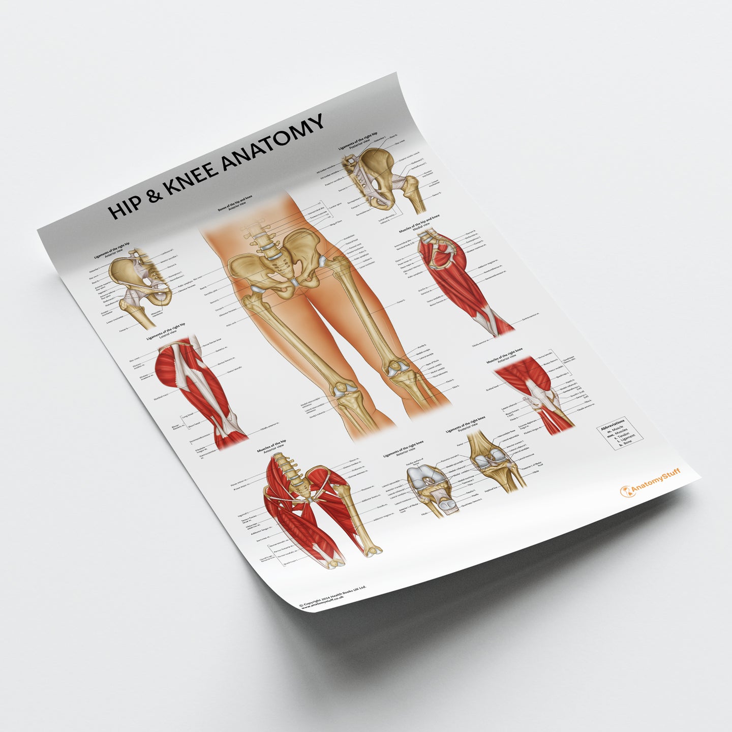 Hip & Knee Anatomy Chart | Knee Anatomical Poster – AnatomyStuff