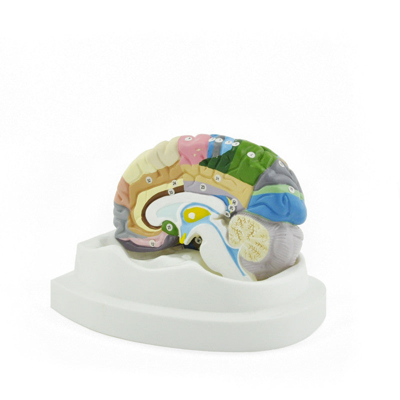 Numbered Coloured Brain Model (2 part) | Brain Model with Brodmann ...