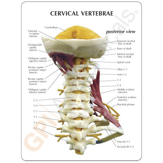 Cervical Spine Model with Muscles 1720 | Neck Muscles Anatomy Model ...