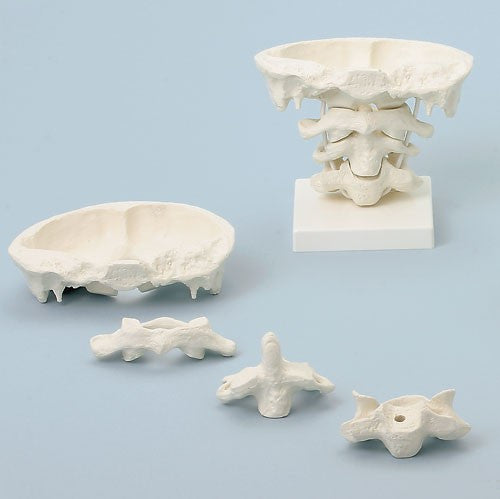 Giant Atlas / Axis Model 4083 | Atlas Anatomy | Anatomical Axis ...