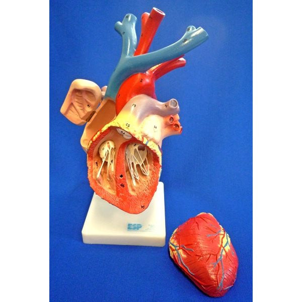 Numbered Flexible Heart Model 643WN 6ZKJ-643-WN | Enlarged Model Of The ...