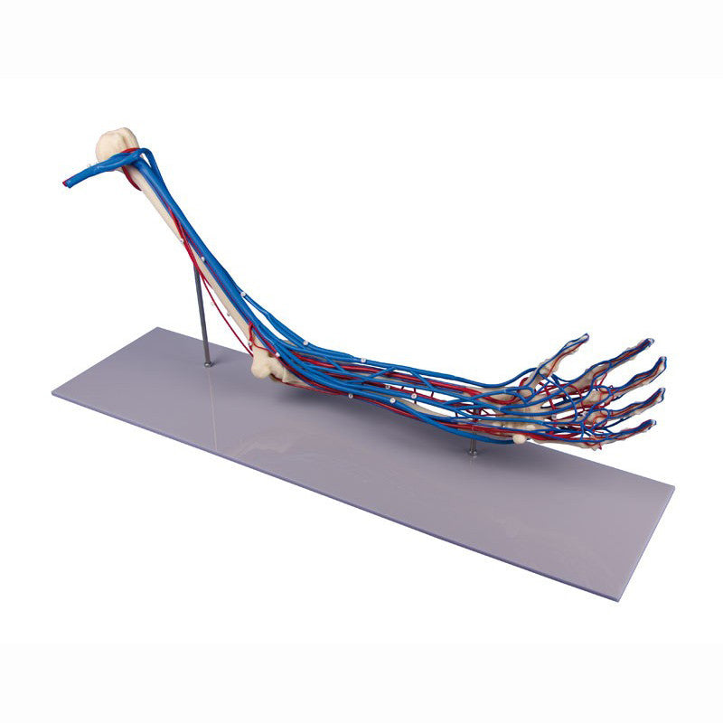 Vascular Arm Model ZKJ-688-E | Blood Supply Upper Limb Anatomy | ESP ...